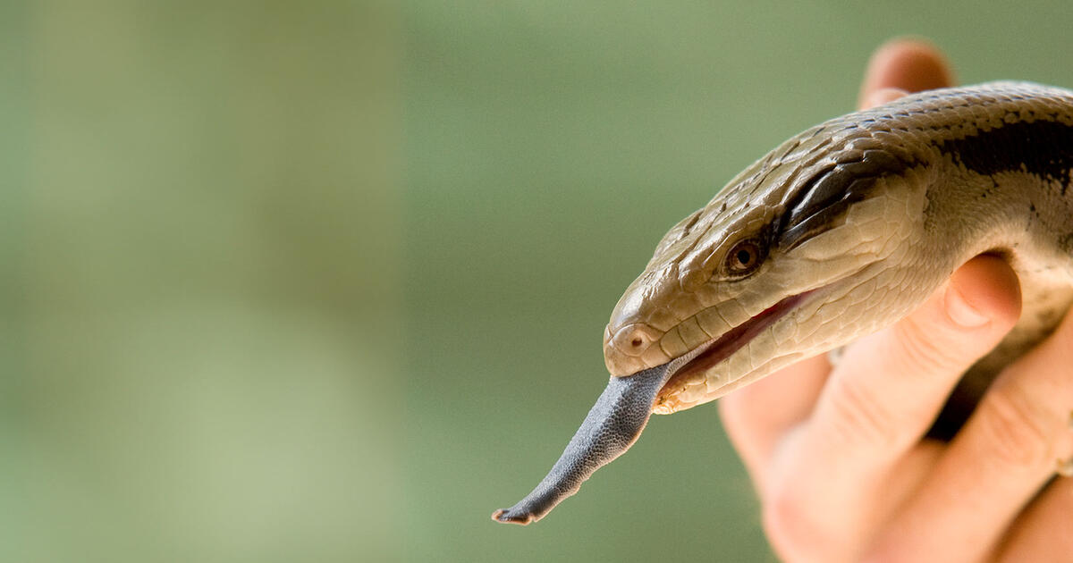 Sign up - Women for Wildlife | Taronga Conservation Society Australia
