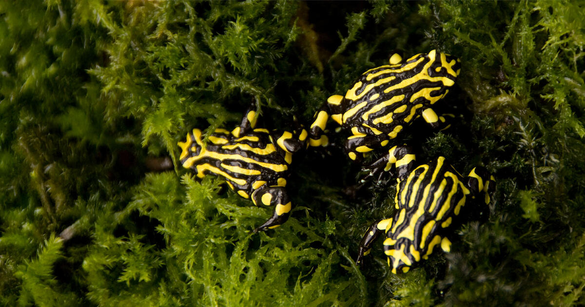 Reptile & Amphibian Behind the Scenes | Taronga Conservation Society ...