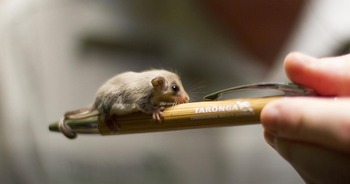 About Taronga | Taronga Conservation Society Australia