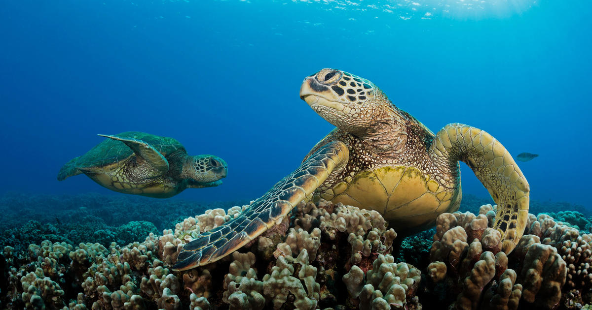 Wild Futures | Taronga Conservation Society Australia