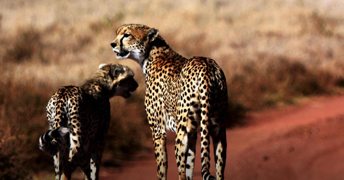 Carnivore Conservation | Taronga Conservation Society Australia