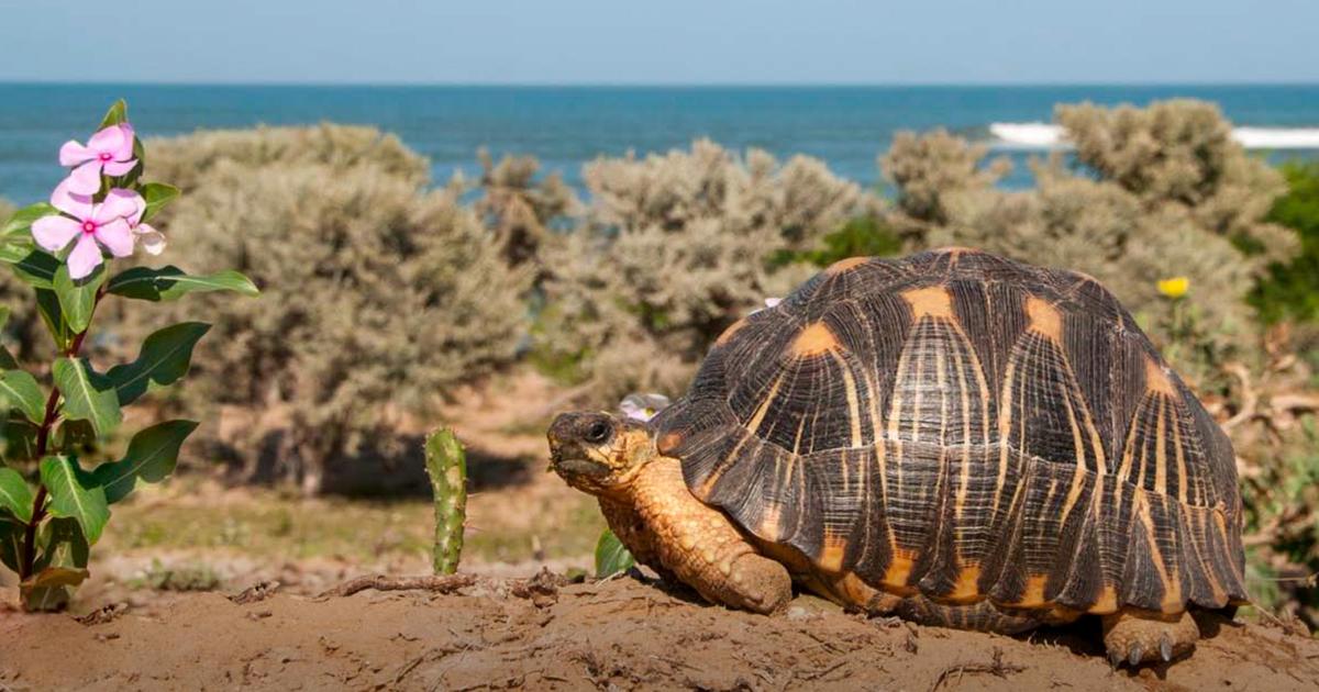 Turtle Conservation | Taronga Conservation Society Australia