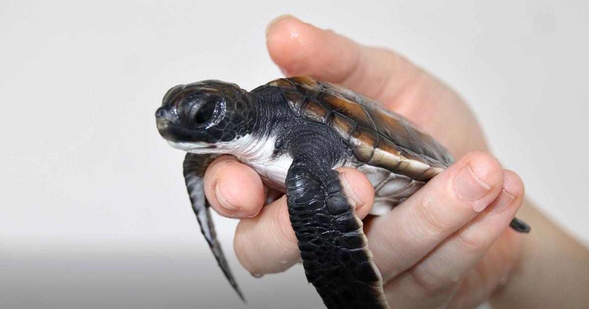 Taronga Wildlife Hospitals | Taronga Conservation Society Australia