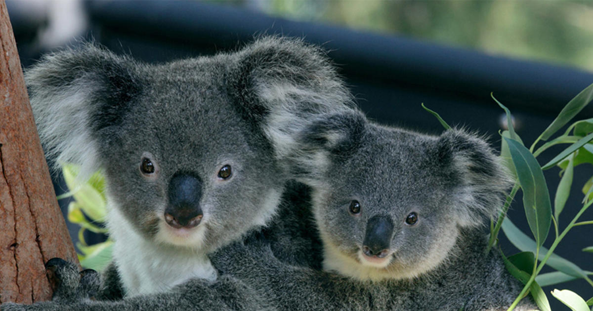 Koala | Taronga Conservation Society Australia