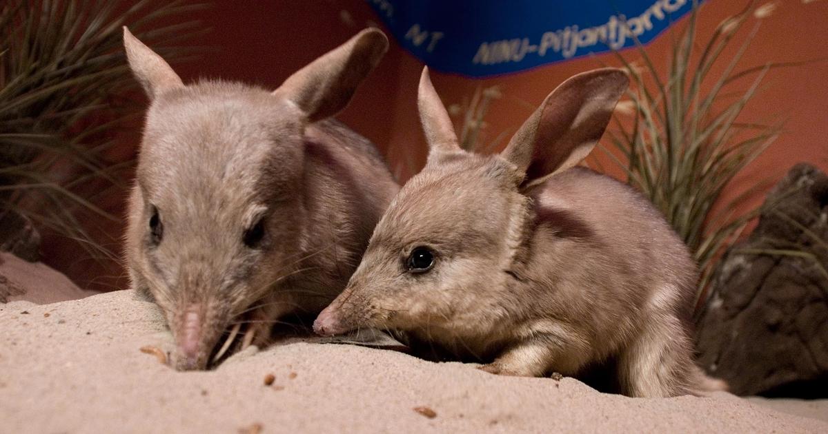 Bilby | Taronga Conservation Society Australia