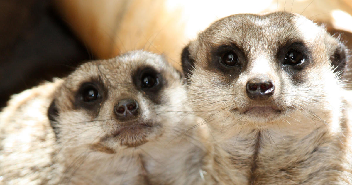 Meerkat | Taronga Conservation Society Australia