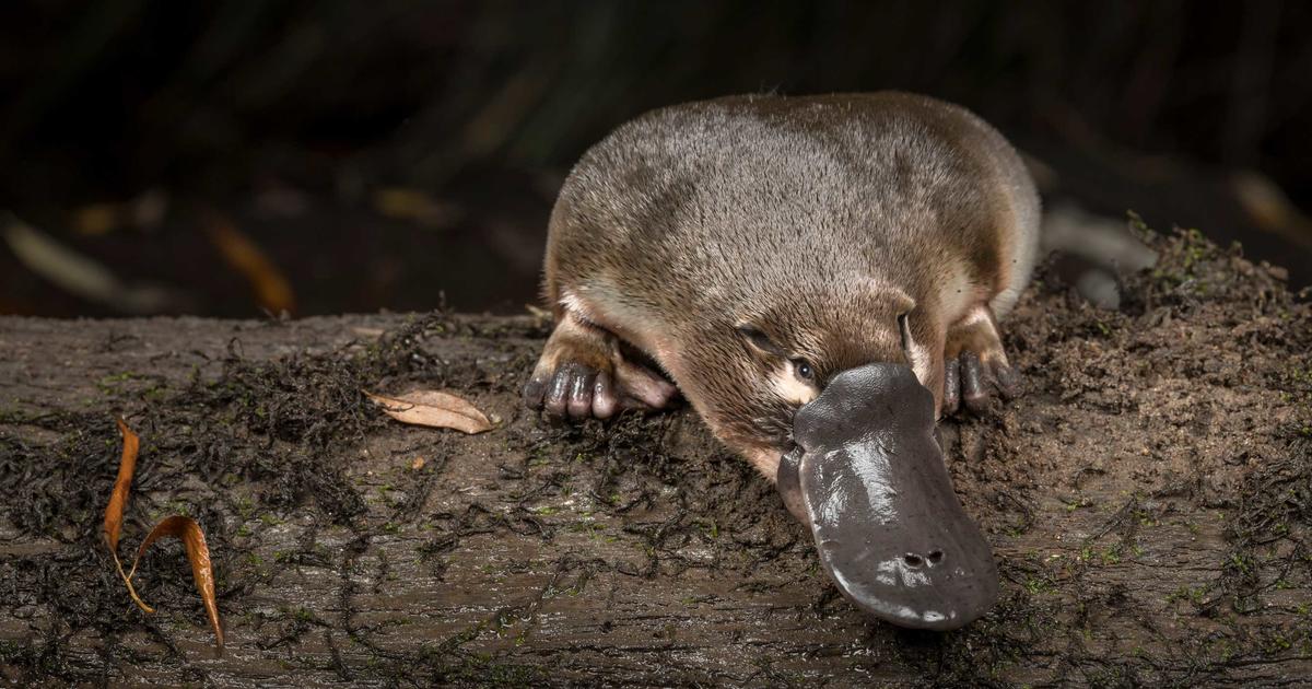 Platypus | Taronga Conservation Society Australia