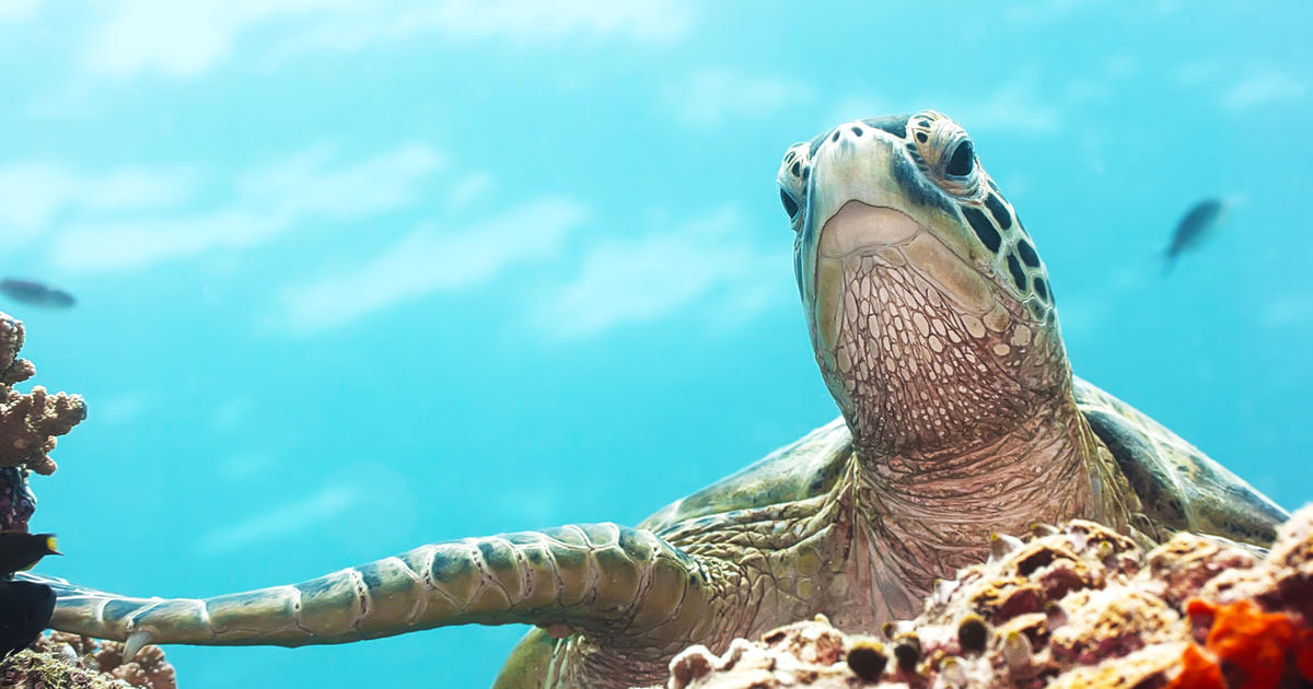 Taronga Turtle Conservation | Taronga Conservation Society Australia