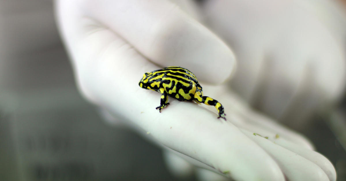 Frog Week | Taronga Conservation Society Australia