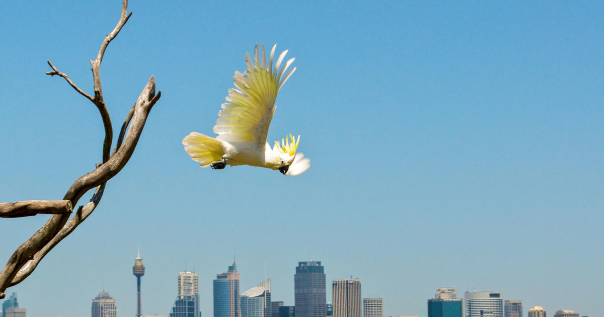 Wild Snaps | Taronga Conservation Society Australia