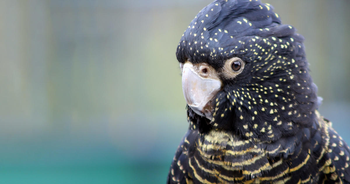 Wild Snaps | Taronga Conservation Society Australia