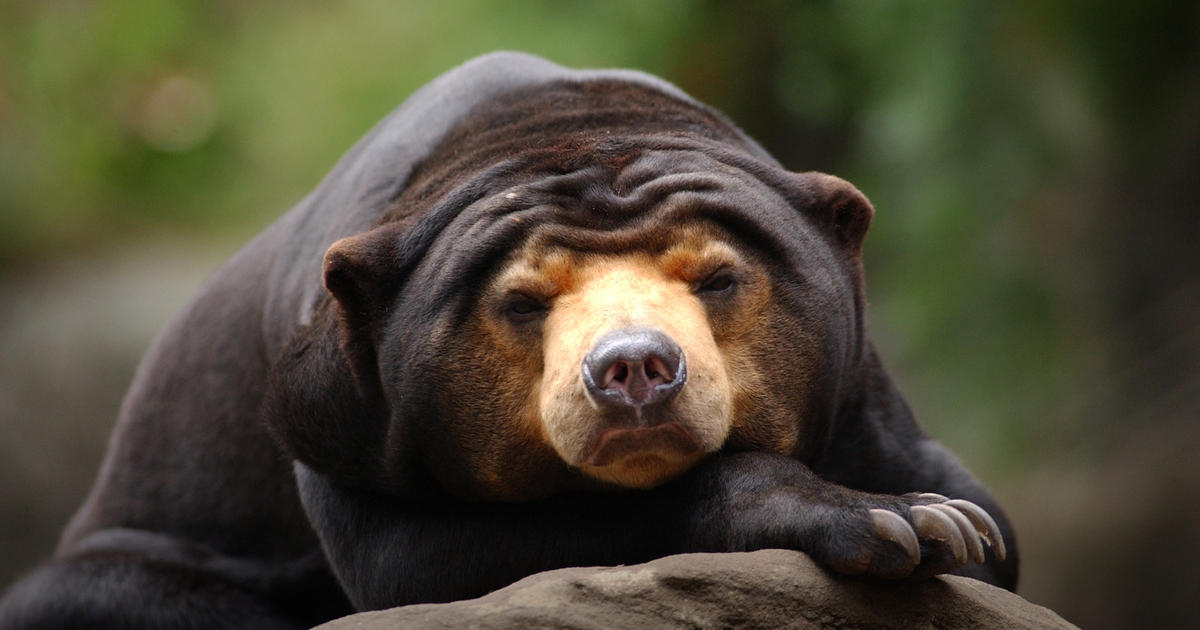 Year 11 Depth Study: Observing Animal Behaviour | Taronga Conservation ...