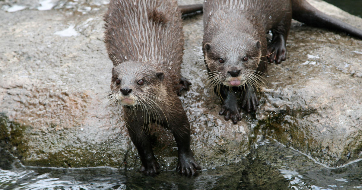 Virtual Lesson - Aquatic Animals | Taronga Conservation Society Australia