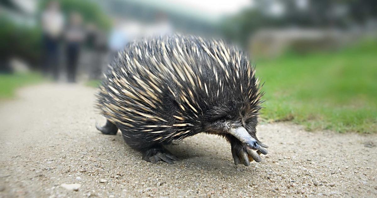 Virtual Lesson | Taronga Conservation Society Australia