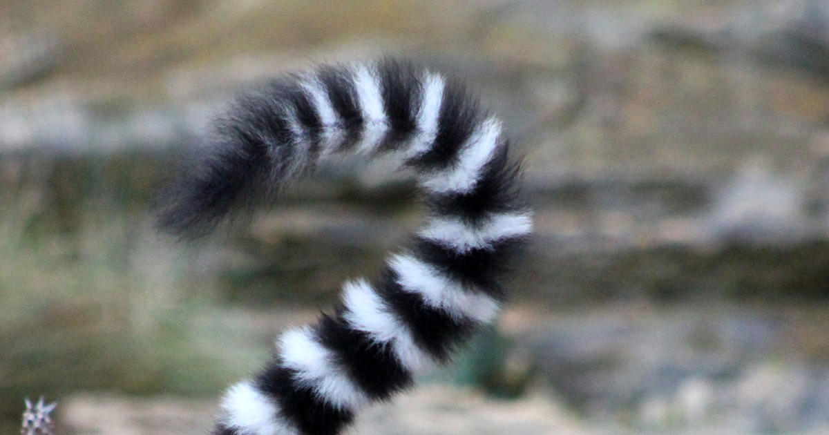 Virtual Lesson - Guess Who at the Zoo: Tails | Taronga Conservation ...