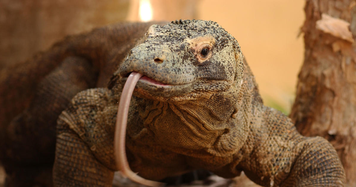 Virtual Lesson - Reptile Giants | Taronga Conservation Society Australia