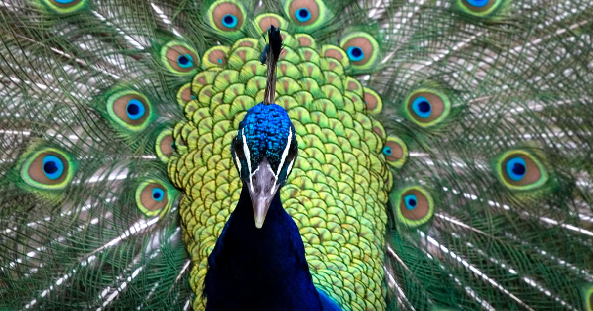 The Science of Wildlife Reproduction | Taronga Conservation Society ...