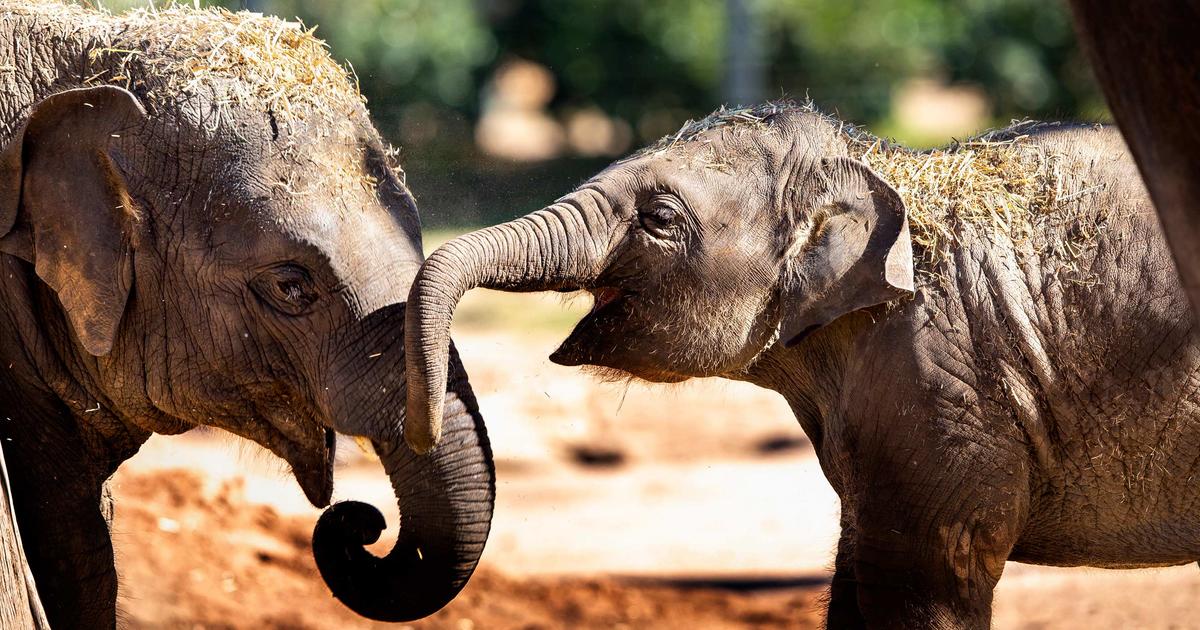 World Elephant Day | Taronga Conservation Society Australia