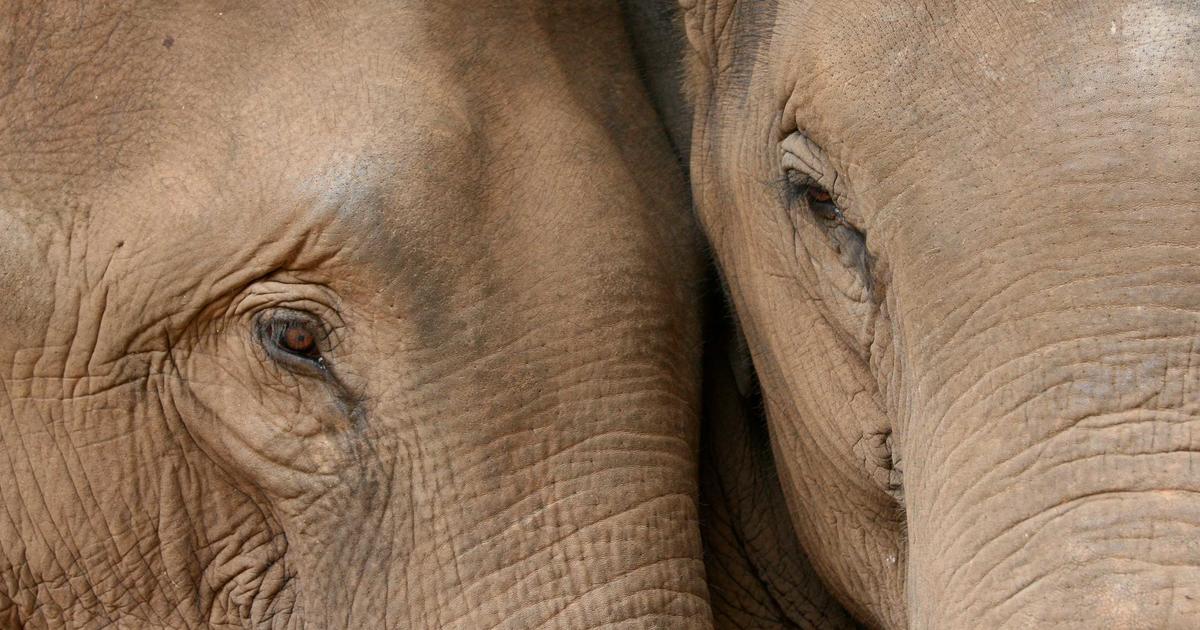 Elephant Encounter | Taronga Conservation Society Australia