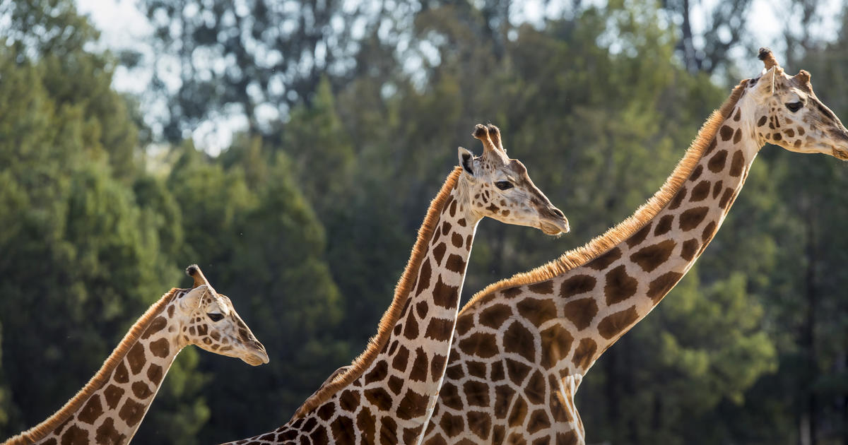 Giraffe | Taronga Conservation Society Australia