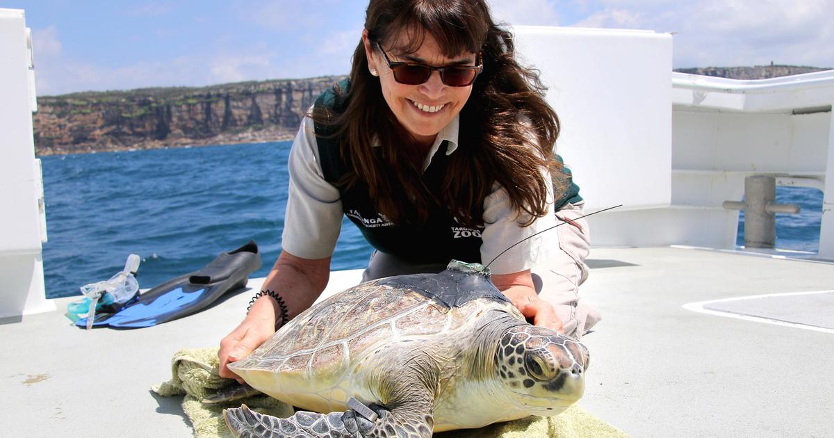 Green Turtles | Taronga Conservation Society Australia