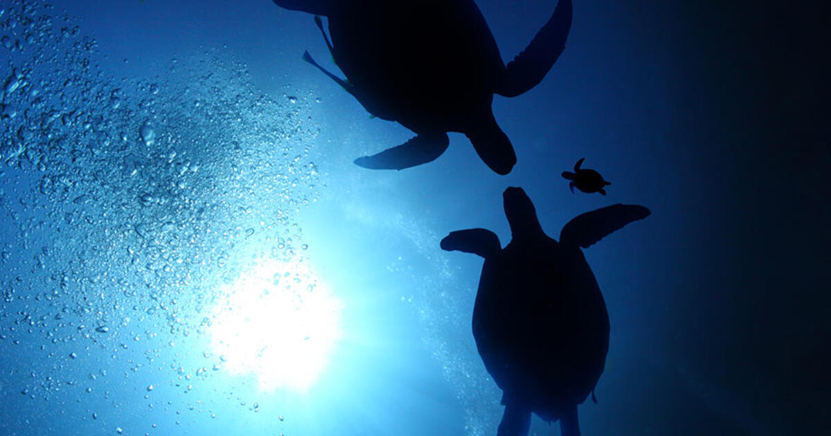 Litter Free Oceans & Rivers | Taronga Conservation Society Australia