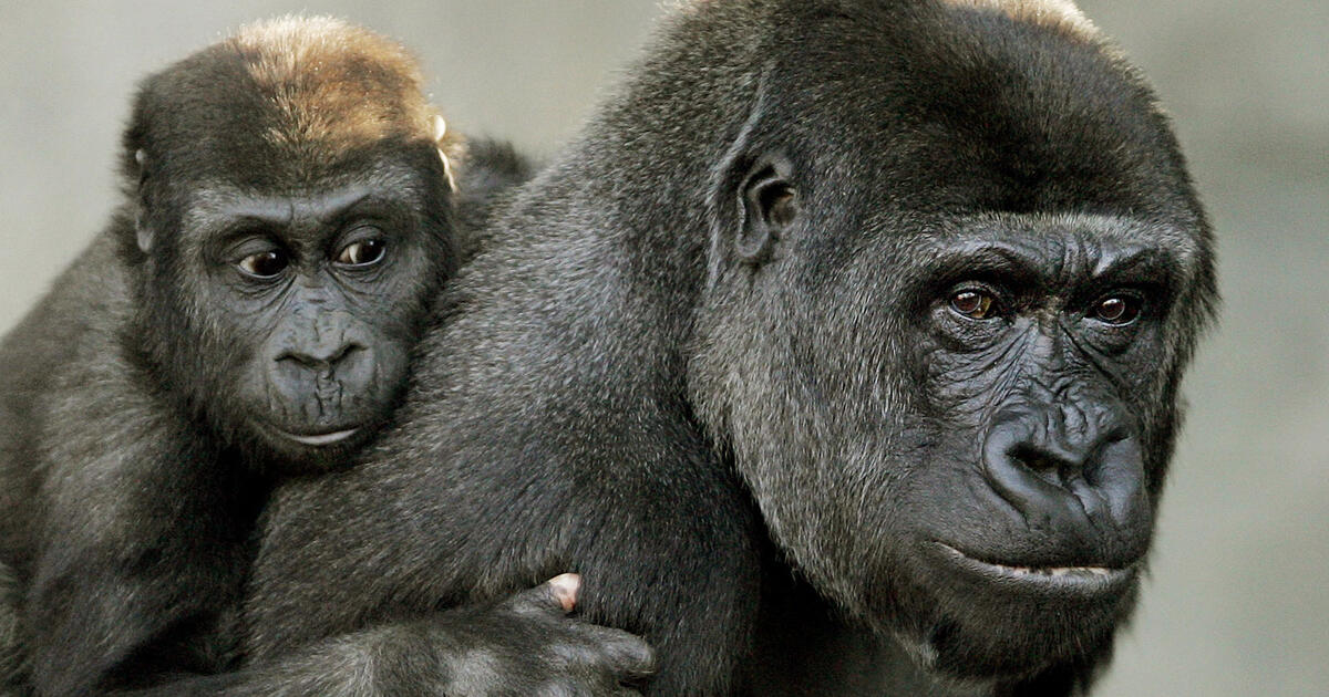 We're Calling On You | Taronga Conservation Society Australia