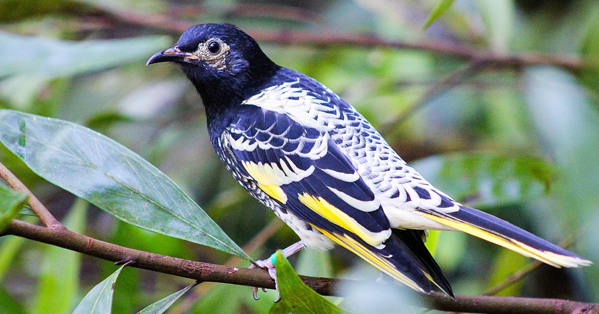 Meet the Bird Keepers | Taronga Conservation Society Australia