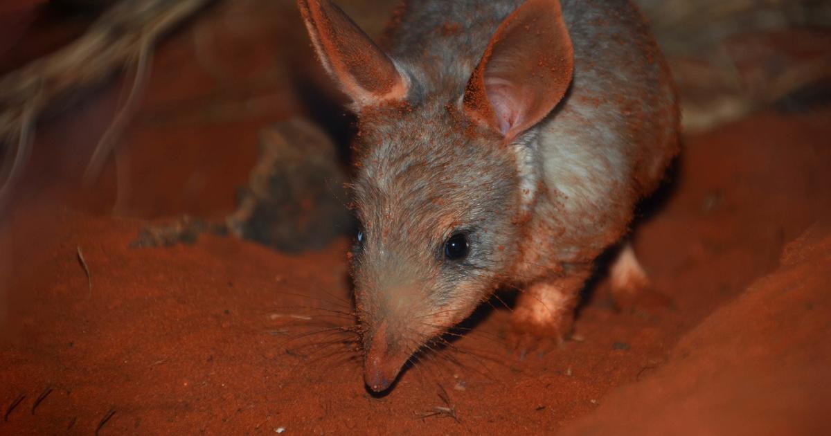 Taronga celebrates Bilby births following Royal visit | Taronga ...