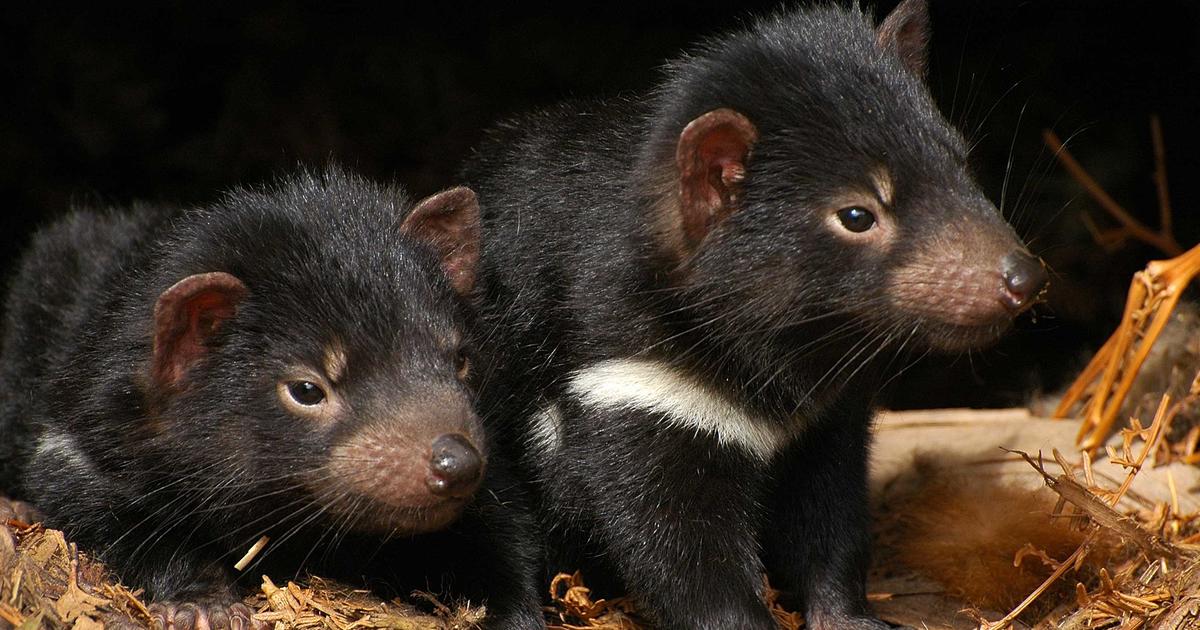 Dining with Dasyurids | Taronga Conservation Society Australia