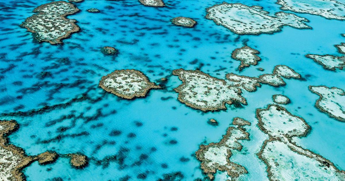 Reef recovery | Taronga Conservation Society Australia