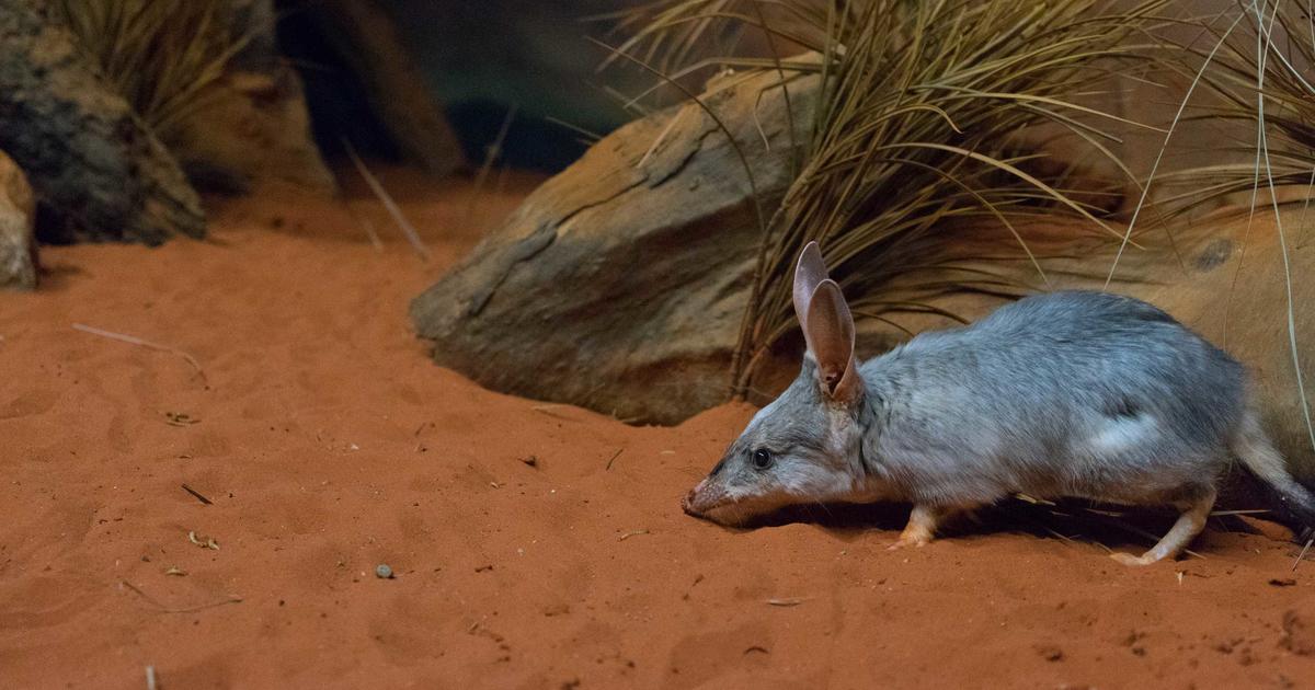 Conservation ecology of the Greater Bilby | Taronga Conservation ...
