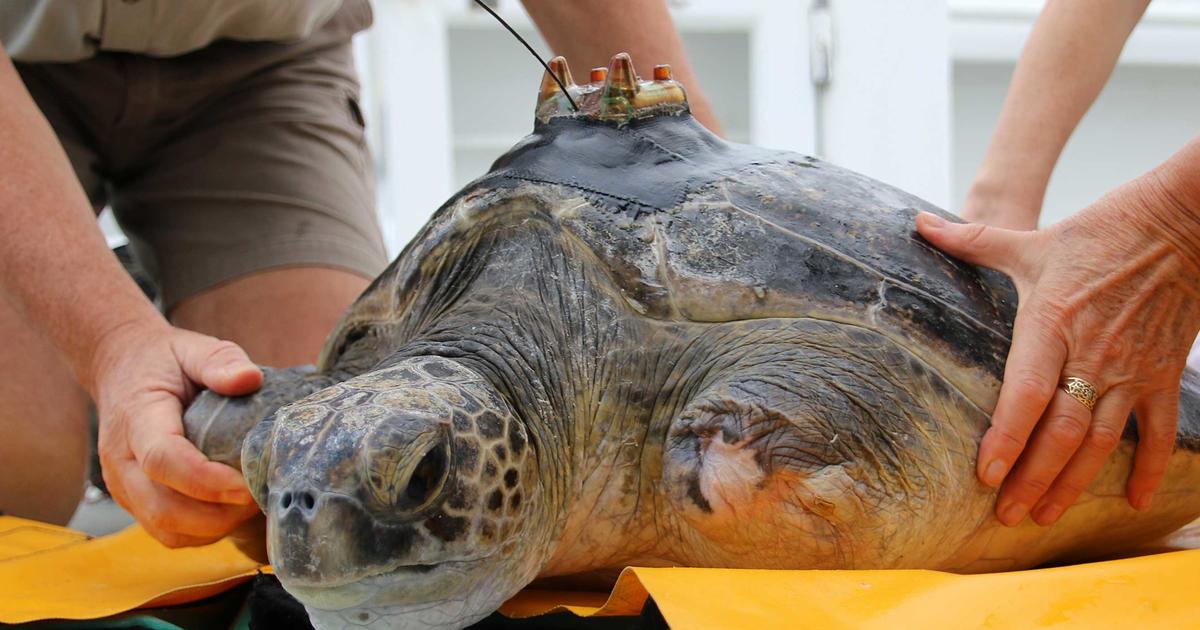Satellite tracking of Sea Turtles | Taronga Conservation Society Australia