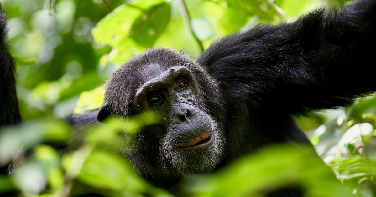 Celebrating Sixty | Taronga Conservation Society Australia
