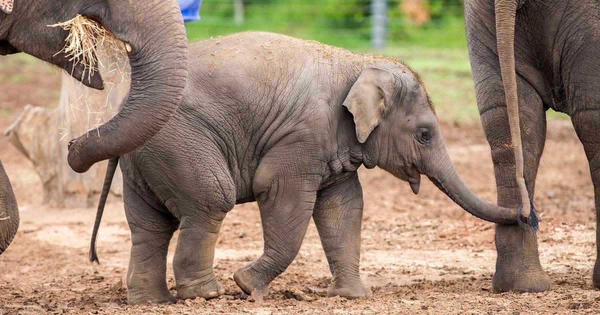 Asian Elephant Keeper Talk | Taronga Conservation Society Australia