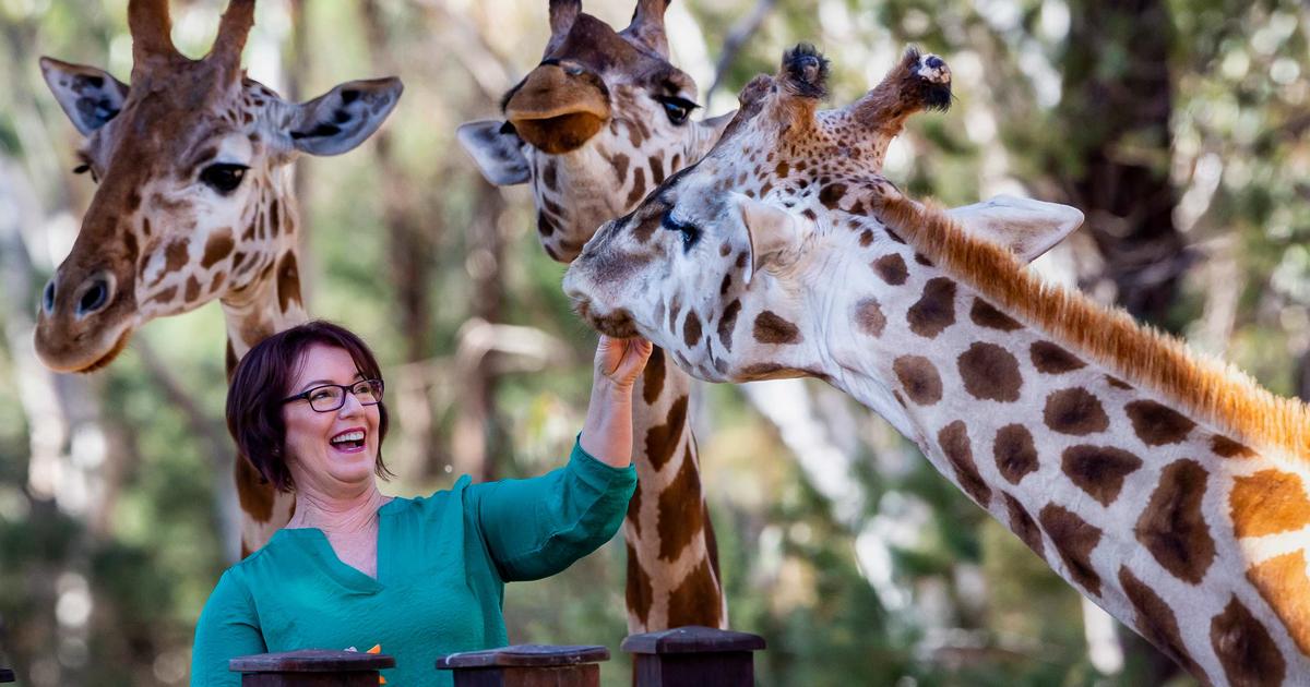 Giraffe Encounter | Taronga Conservation Society Australia