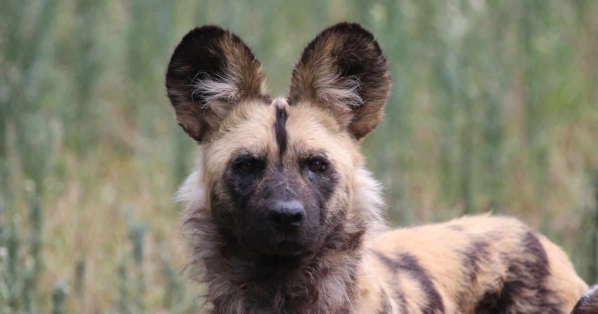 African Wild Dog Keeper Talk | Taronga Conservation Society Australia