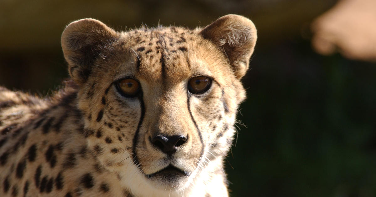 Cheetah Keeper Talk | Taronga Conservation Society Australia