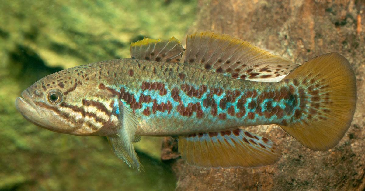 Southern Purple Spotted Gudgeon Keeper Talk | Taronga Conservation ...
