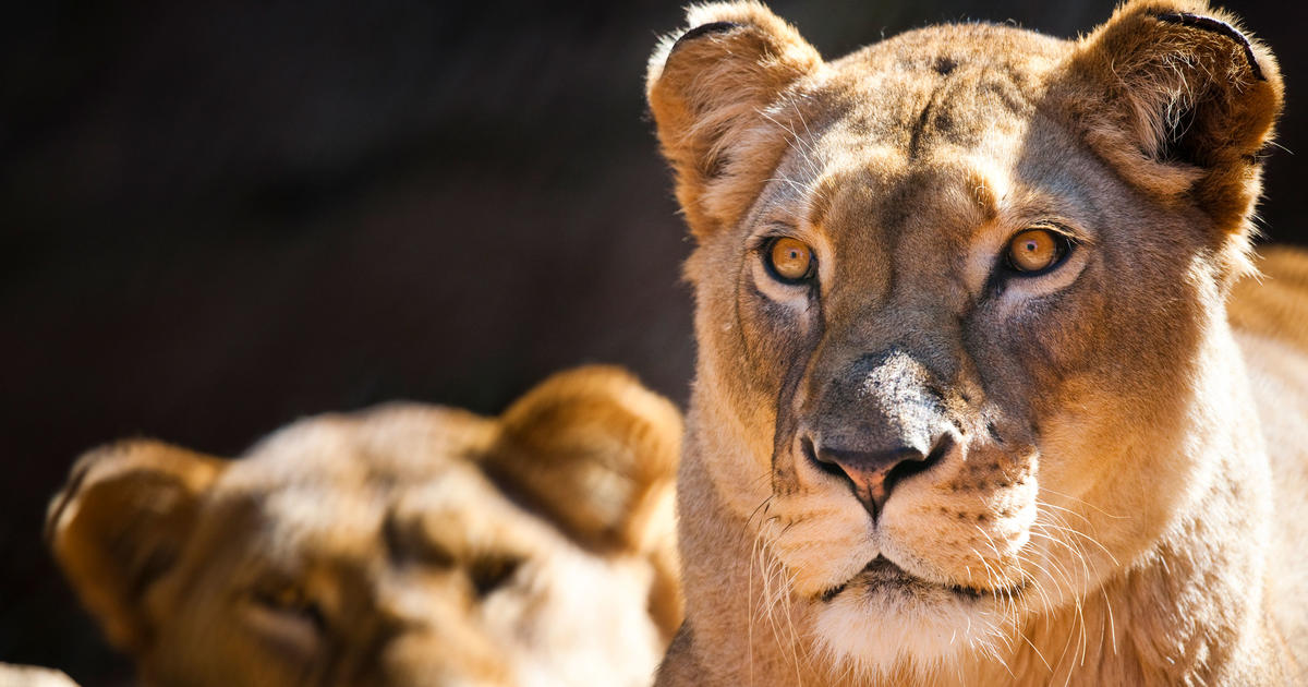 Lion Keeper Talk | Taronga Conservation Society Australia