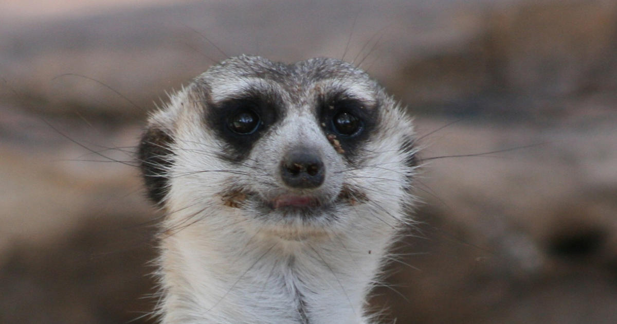 Meerkat Keeper Talk | Taronga Conservation Society Australia