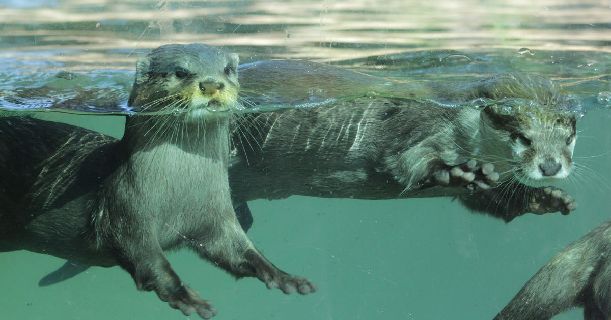 Otter Keeper Talk | Taronga Conservation Society Australia
