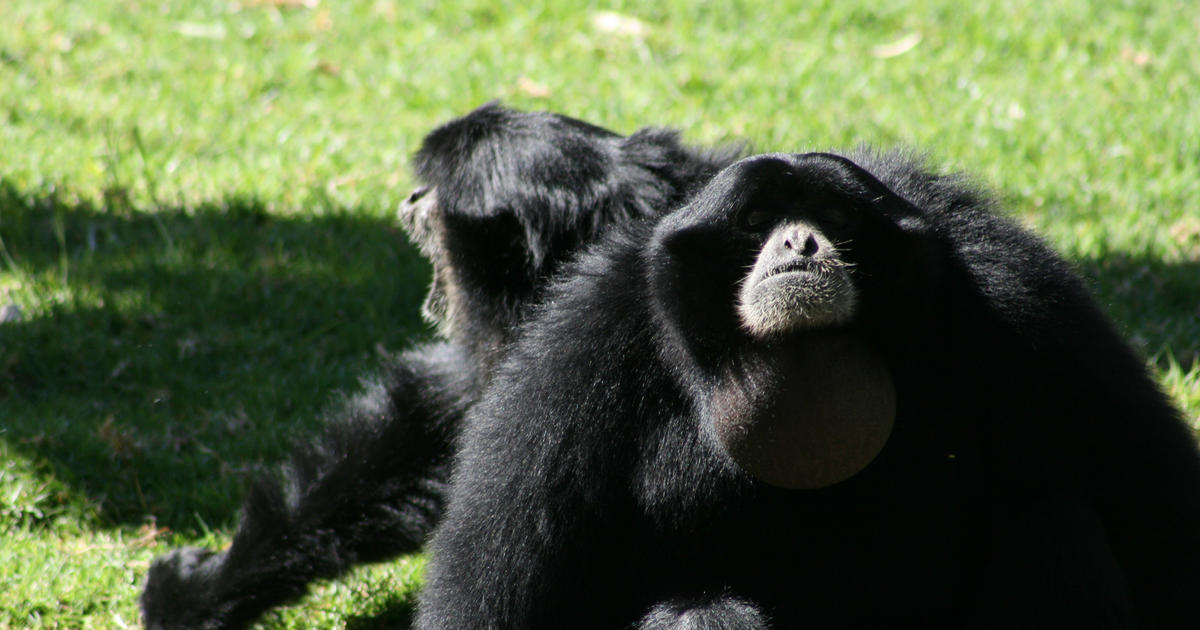 Siamang Ape Keeper Talk | Taronga Conservation Society Australia