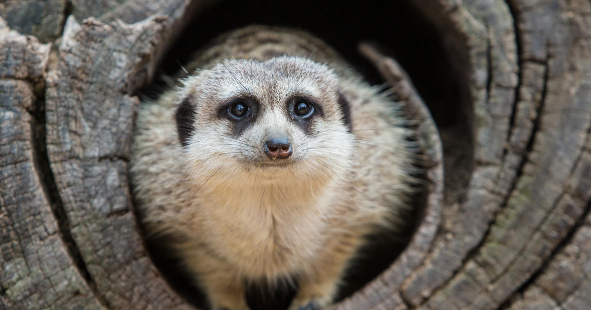 Meerkat Keeper Talk | Taronga Conservation Society Australia