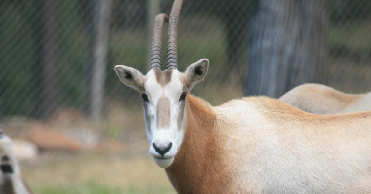 Scimitar-horned Oryx Keeper Talk | Taronga Conservation Society Australia