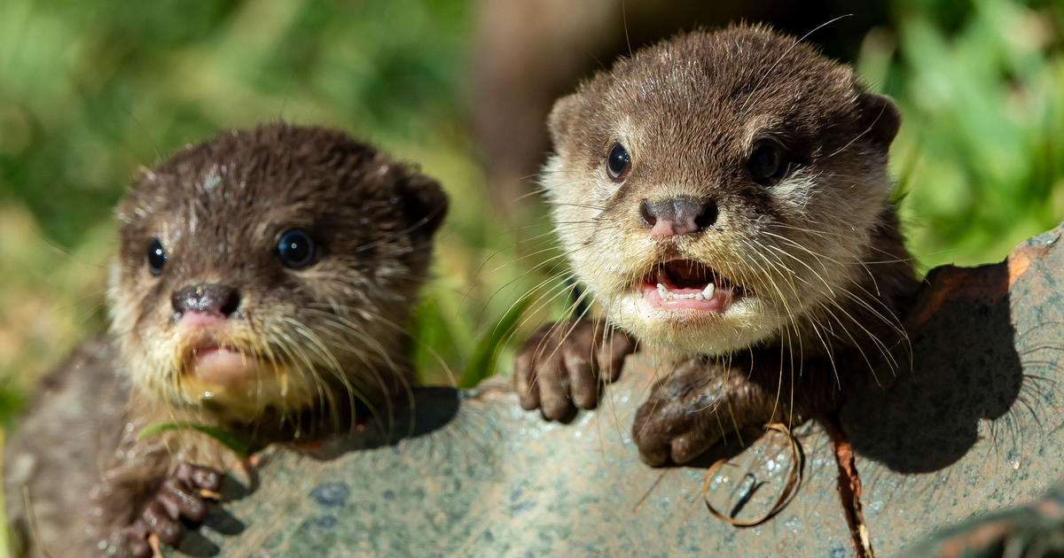 Otter Keeper Feed | Taronga Conservation Society Australia