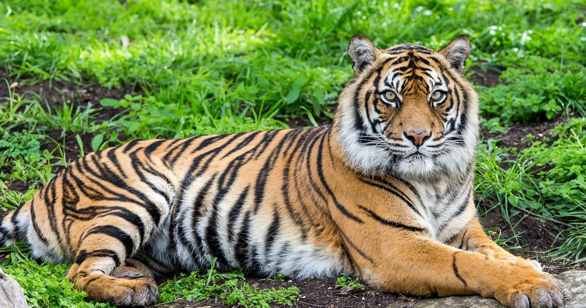 Sumatran Tiger Keeper Talk | Taronga Conservation Society Australia