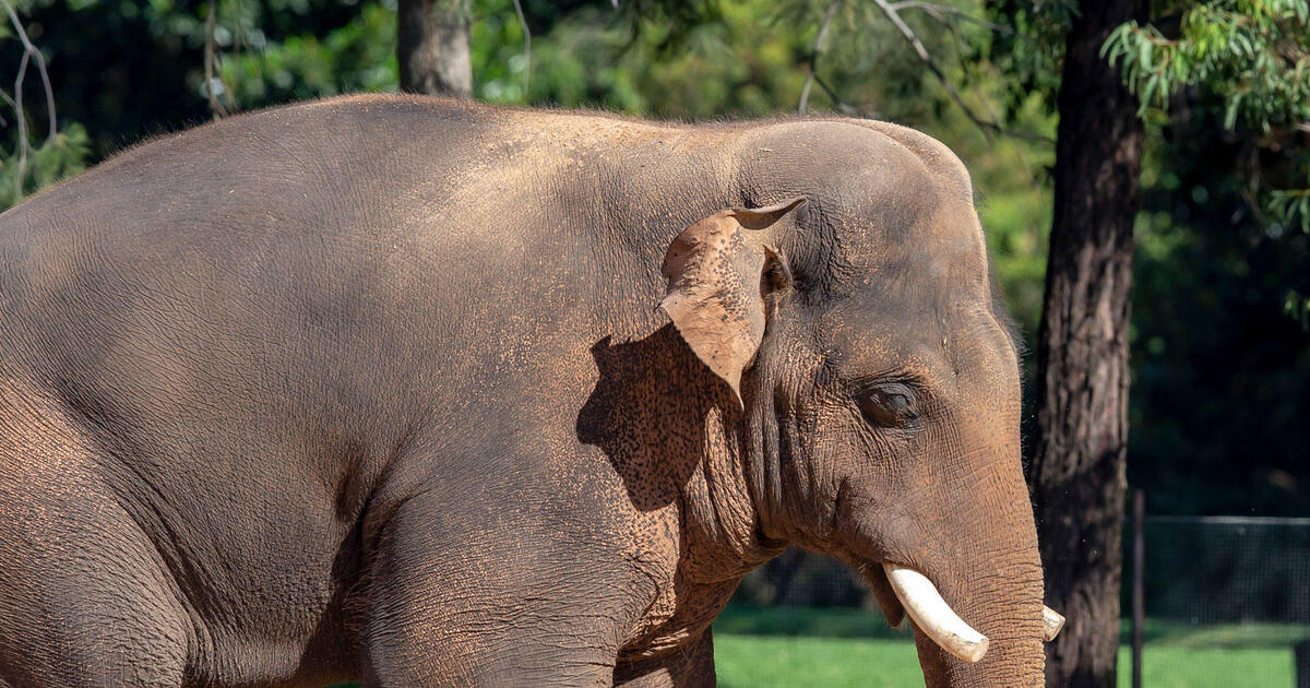 Elephant Experience | Taronga Conservation Society Australia