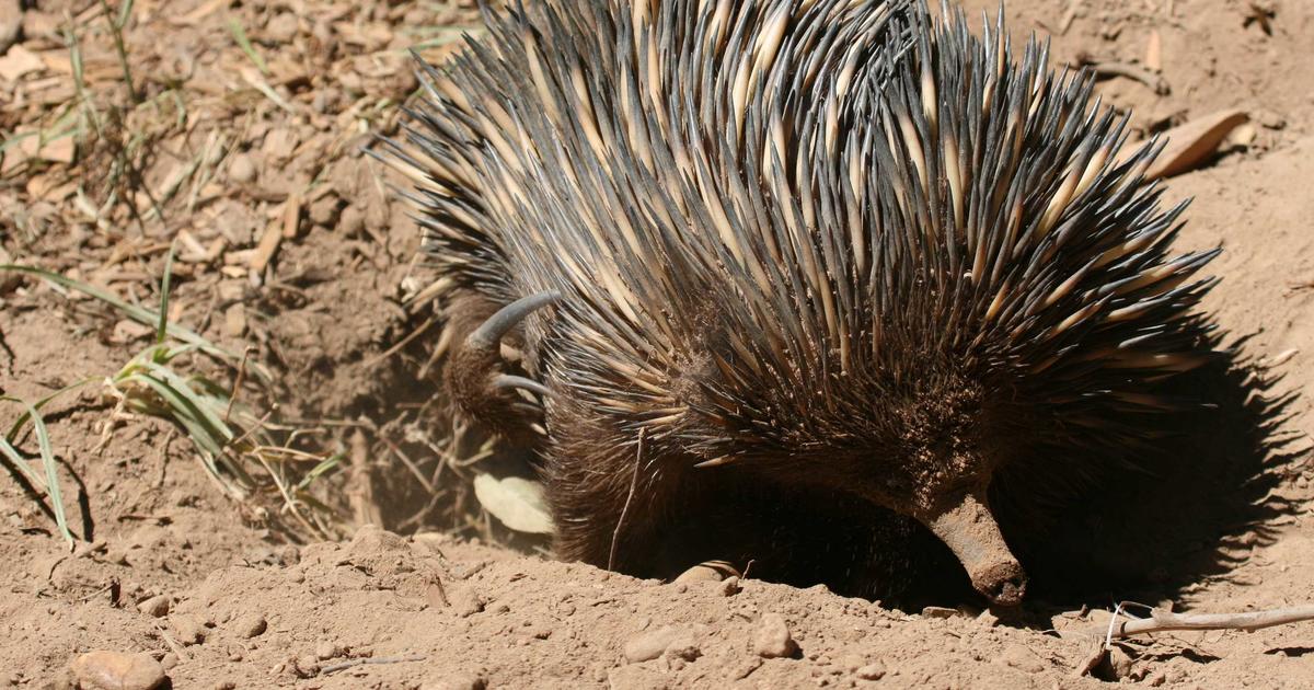 Stage 1: How Living Things Survive | Taronga Conservation Society Australia