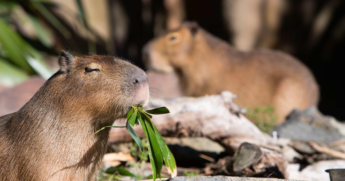 Capybara Keeper Talk | Taronga Conservation Society Australia